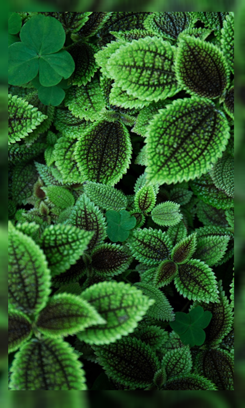 Hd Leaf Wallpapers 700+] Leaf Wallpapers | Wallpapers.com