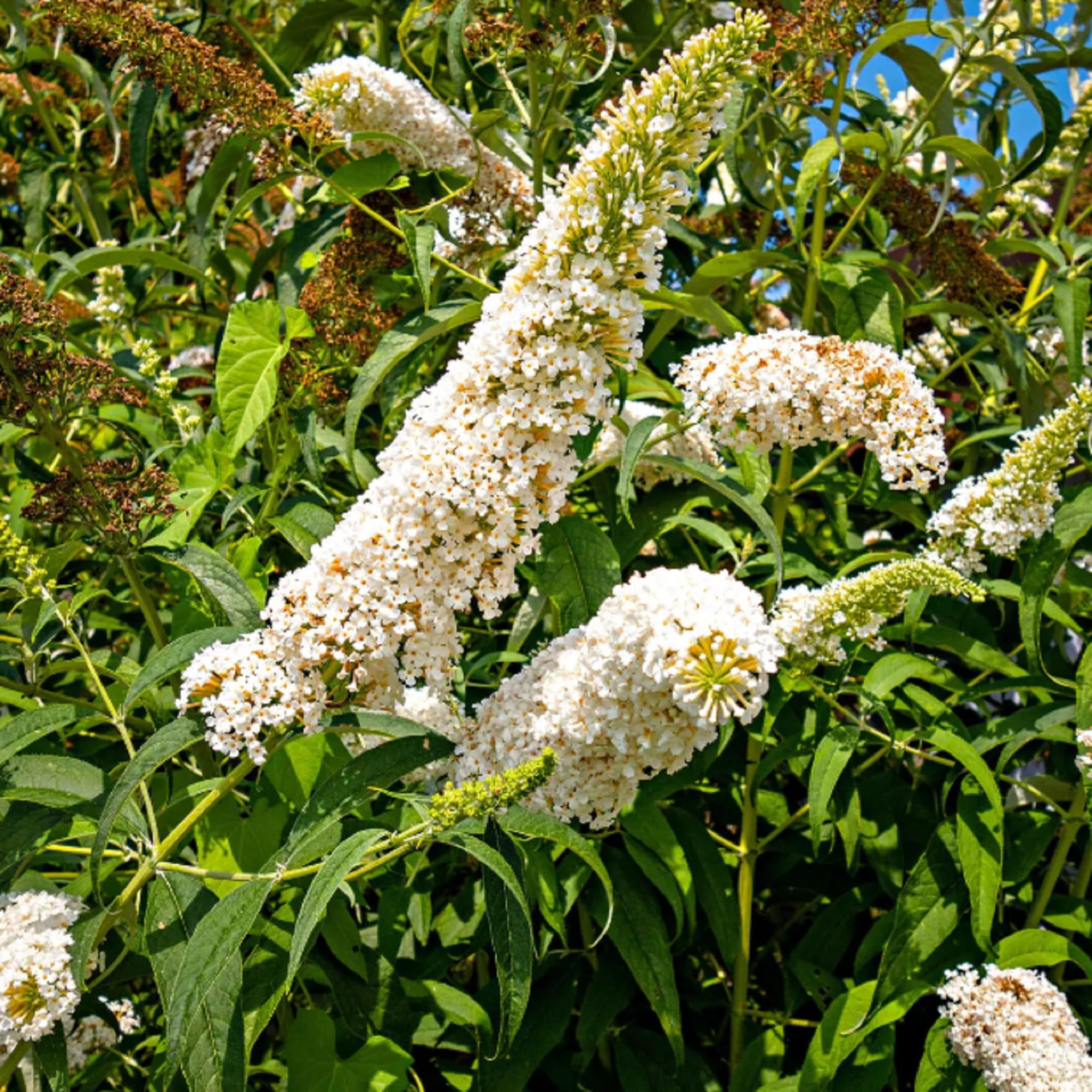 Amazon.com : CHUXAY GARDEN 50 Seeds White Buddleja Davidii,Butterfly ...