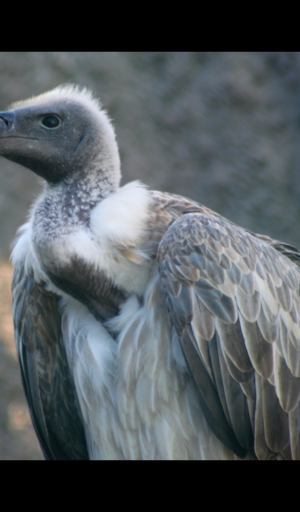 vulture Wallpaper -- HD Wallpapers of vultures! - App on the Amazon ...