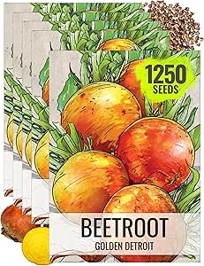 Amazon.com : Seed Needs, Golden Detroit Beet Seeds - 250 Heirloom Seeds ...