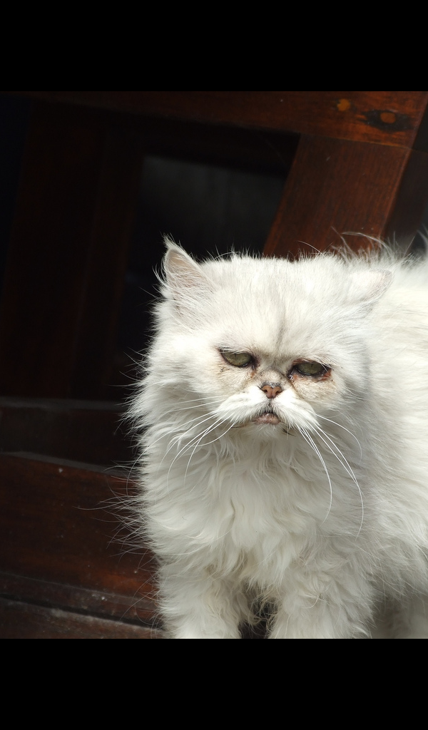 sad cat Wallpaper -- HD Wallpapers of sad cats! - Application sur ...