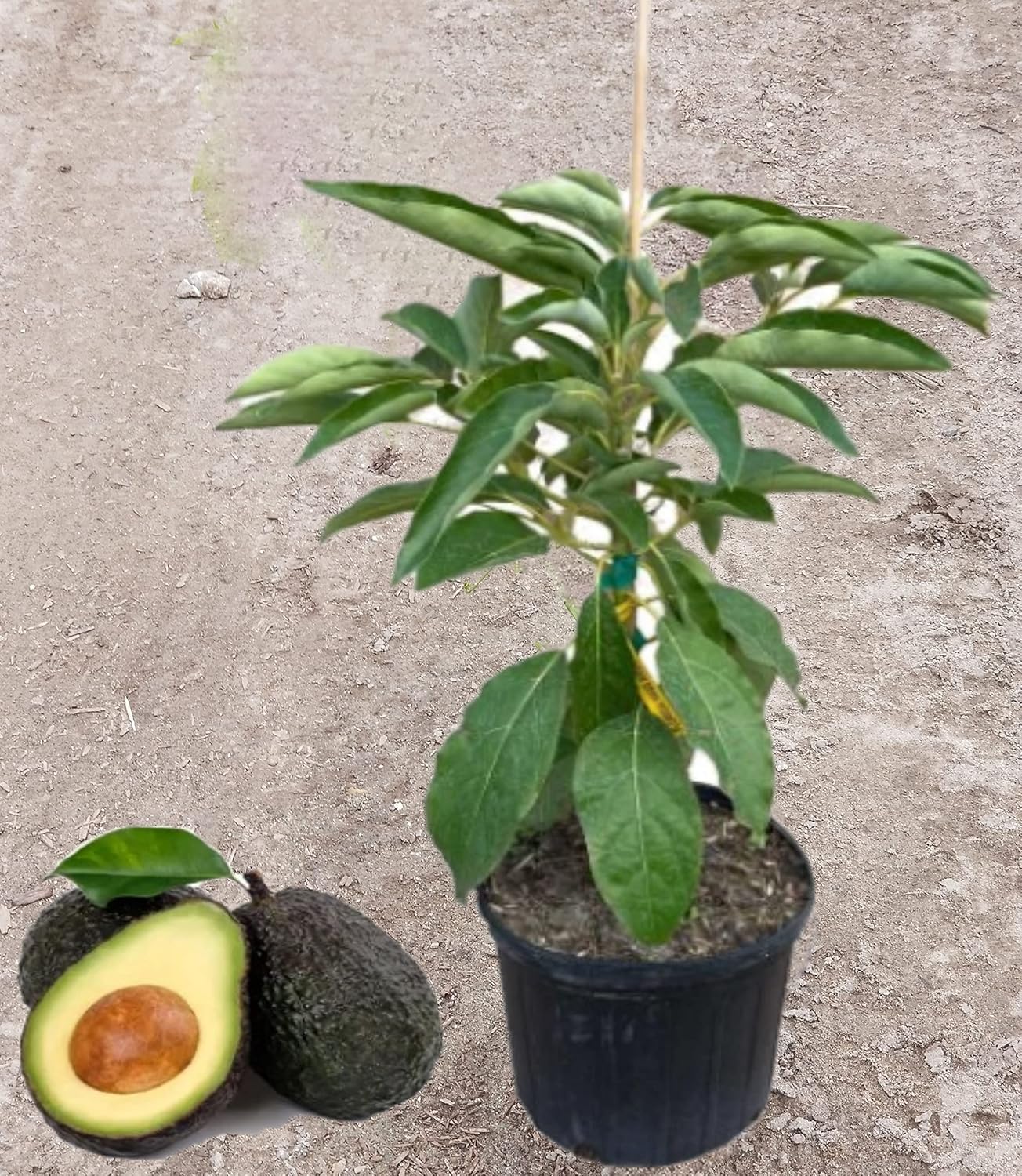 Amazon.com : Live Avocado Grafted Tree (HASS (A), 3 Gallon) : Patio ...