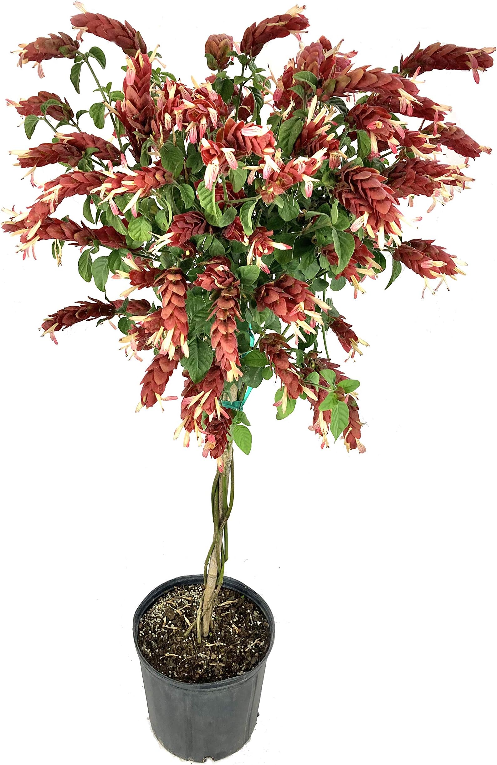 Amazon.com : 2 Shrimp Live Plants, Yellow Shrimp Plant Live, Justica ...