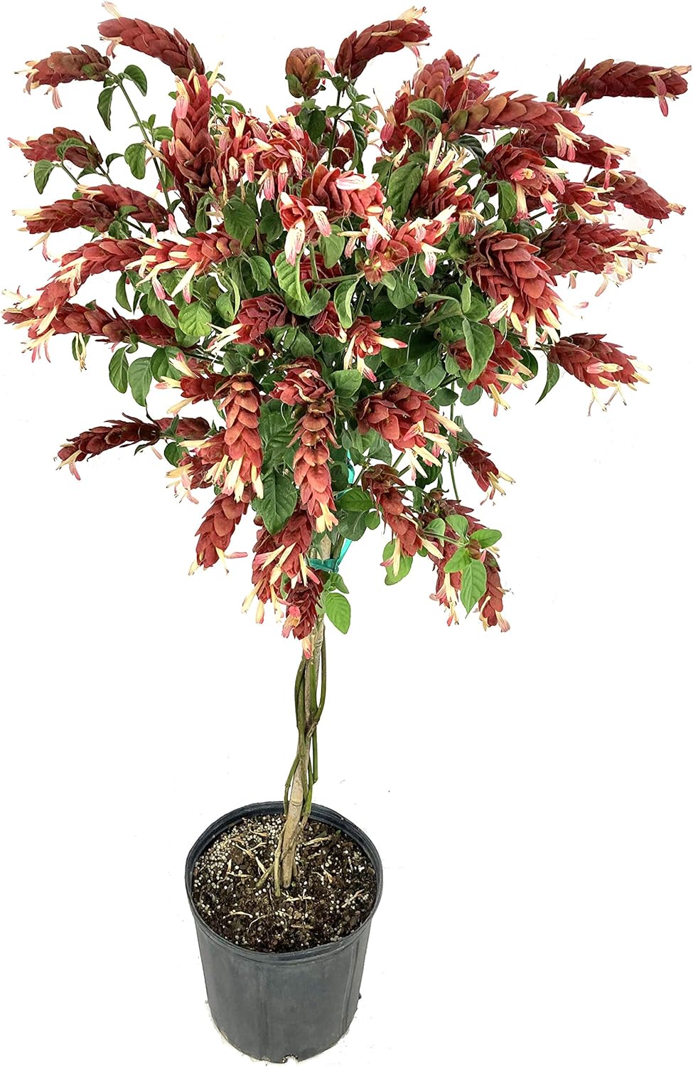 Amazon.com : Shrimp Tree - Live Plant in a 10 Inch Growers Pot ...