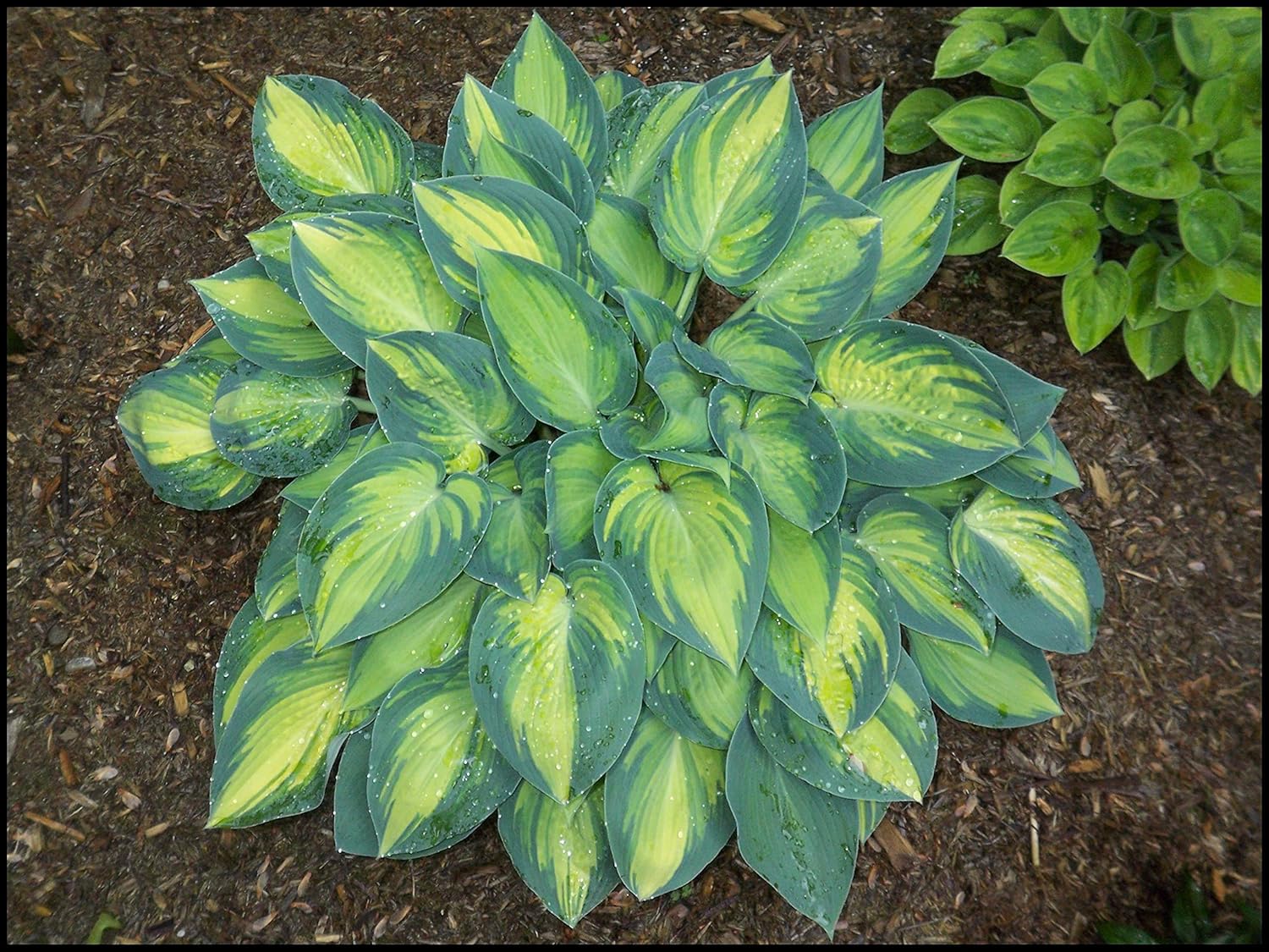 Amazon.com : TriStar Plants - June, Hosta, 1 Quart Pot - : Patio, Lawn ...