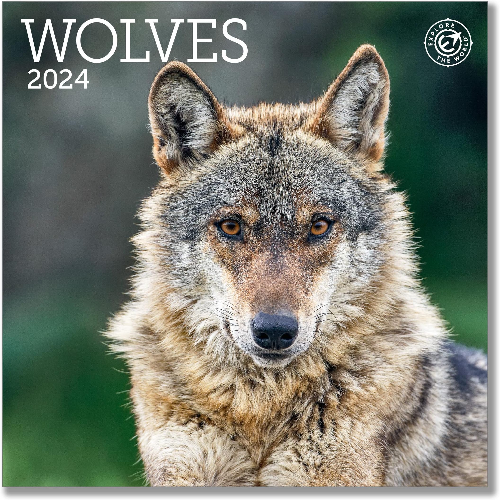 Amazon.com : 2024 Wolves Monthly Wall Calendar, 16 Months, 12" x 12 ...