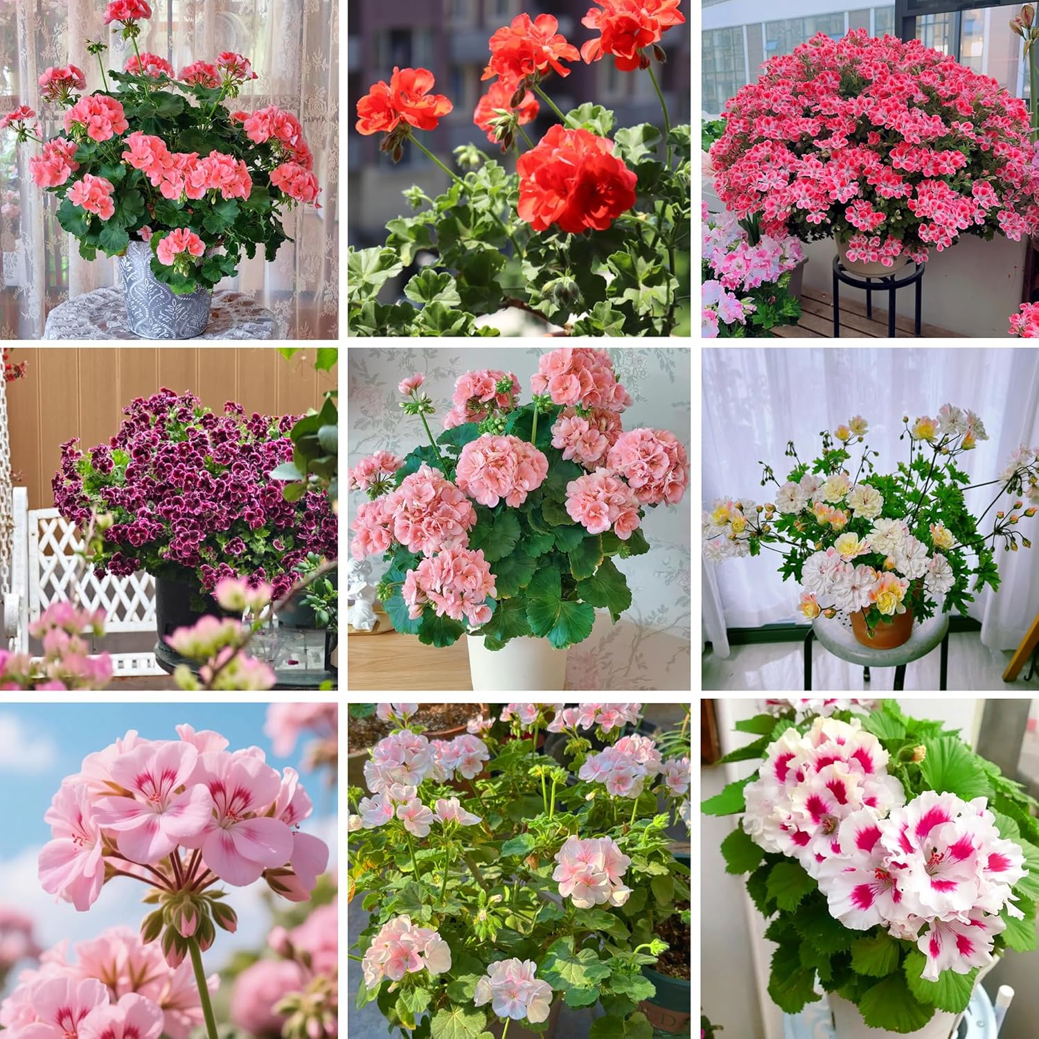 Amazon.com : Mixrug Mix Geranium Seeds for Planting, 10+pcs Rare ...