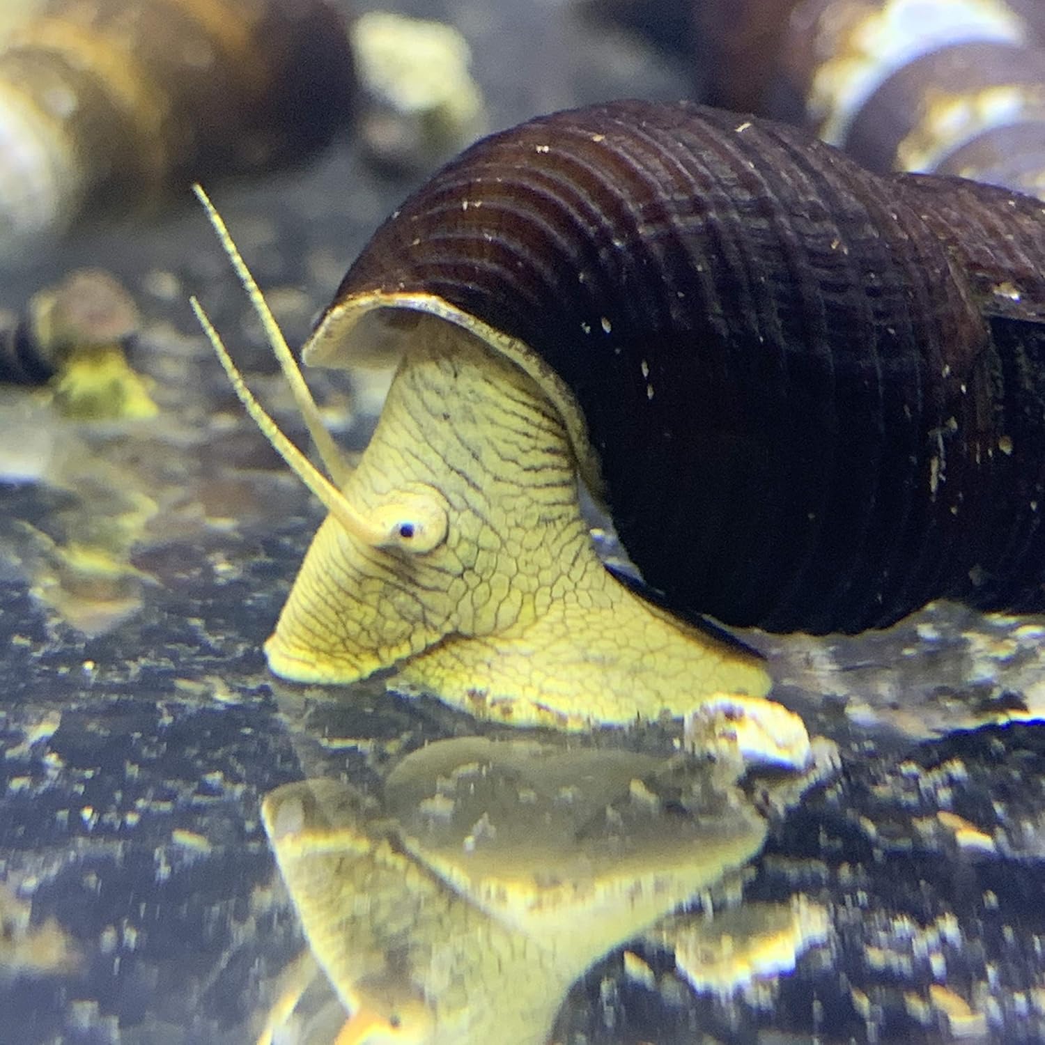 Pair of Large Yellow Sulawesi Rabbit Snails - Sri Lanka | Ubuy