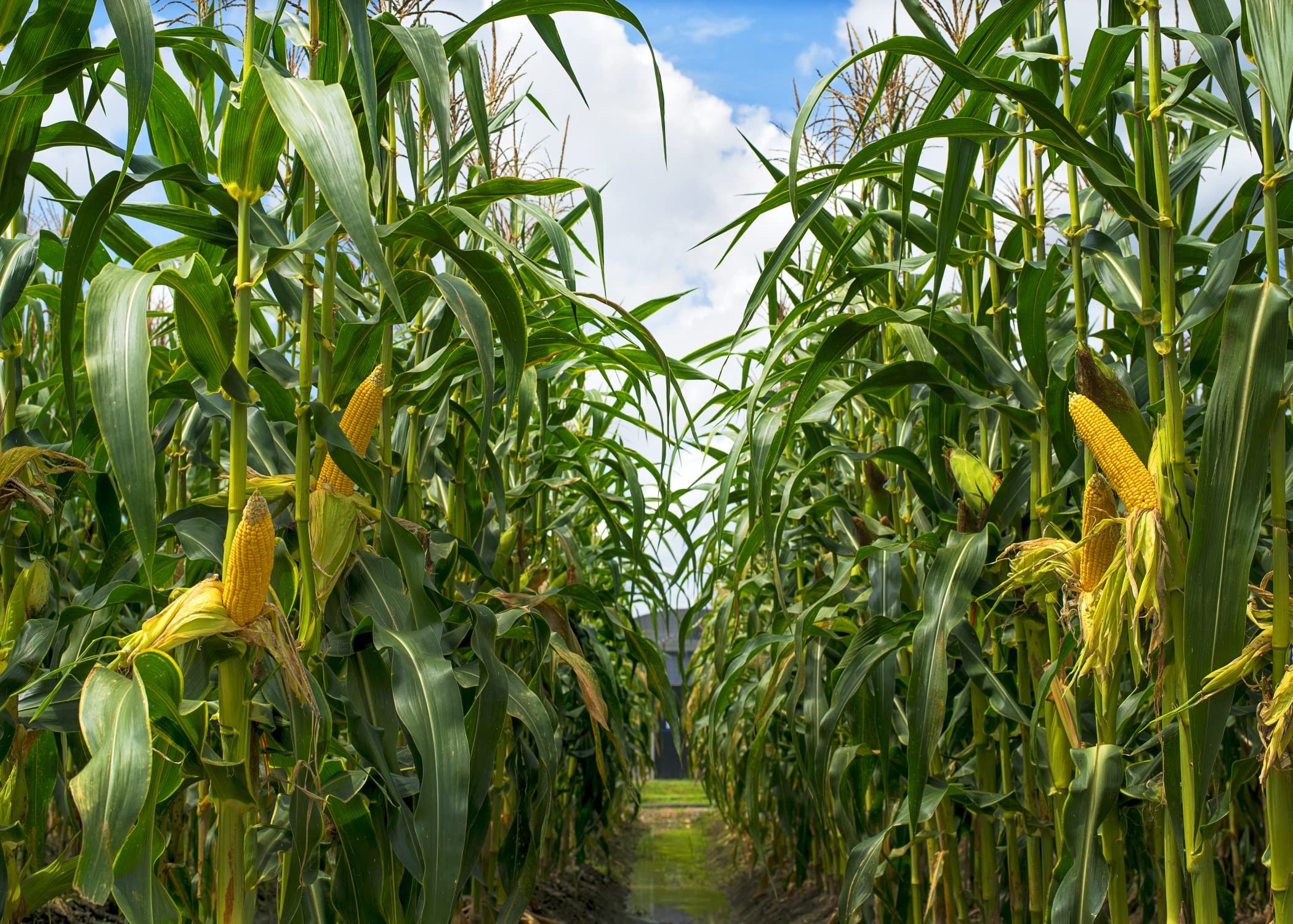 Amazon.com : BELECO 10x6.5ft Green Cornfield Backdrop Fabric Rural Corn ...