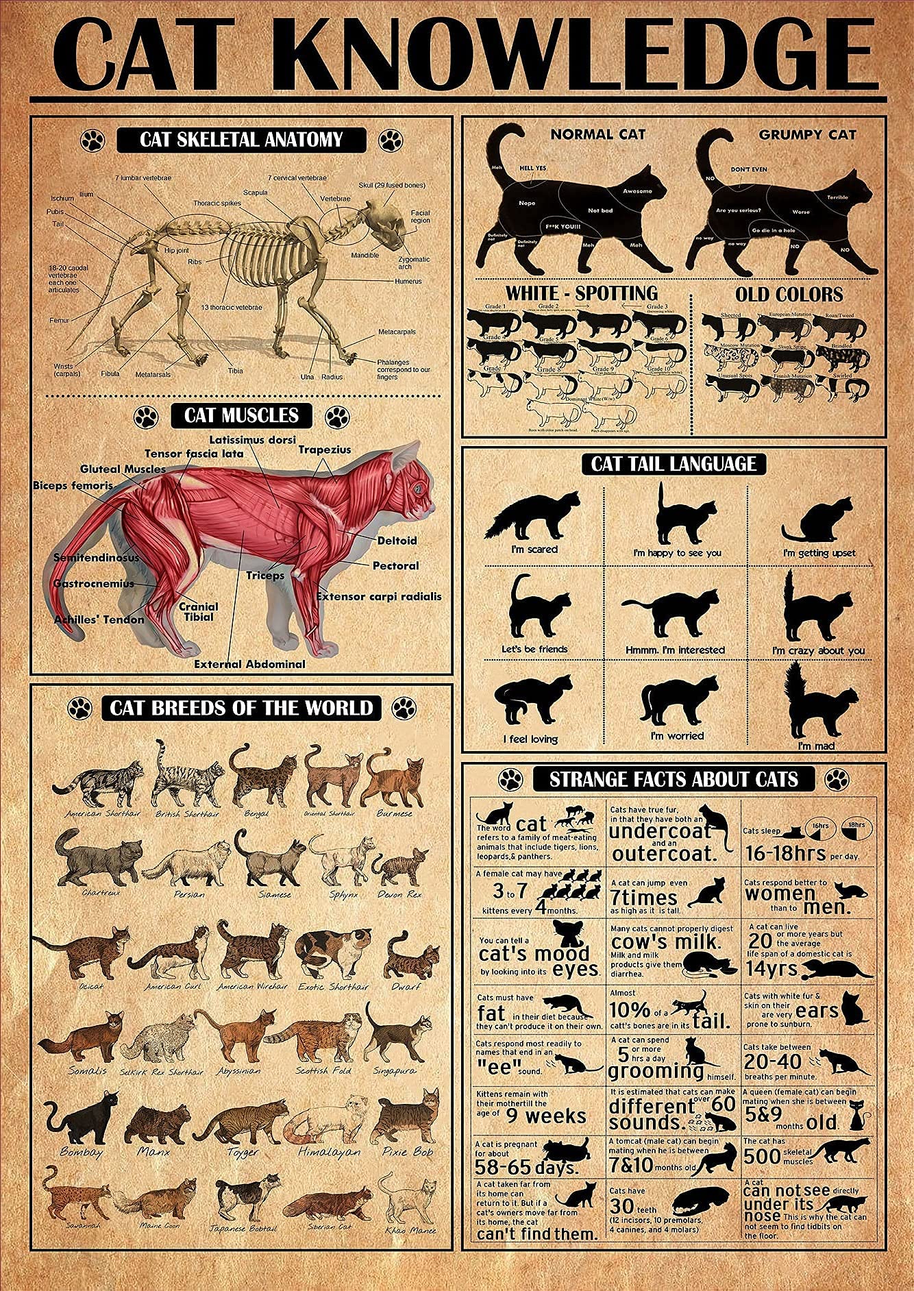 Cat Breeds Poster