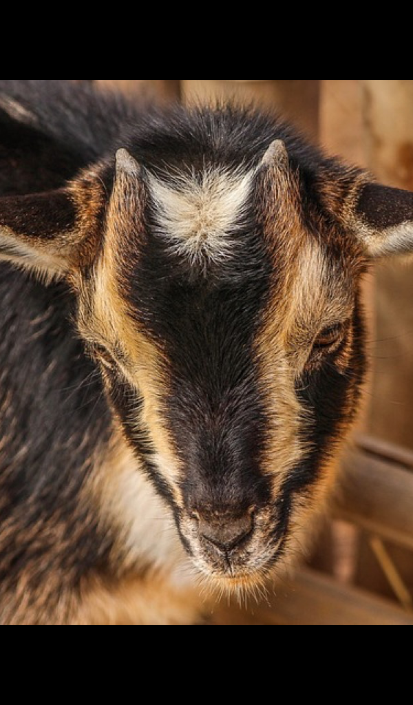Baby Goat Wallpaper -- HD Wallpapers of Baby Goats! - Aplicativo na Amazon Appstore