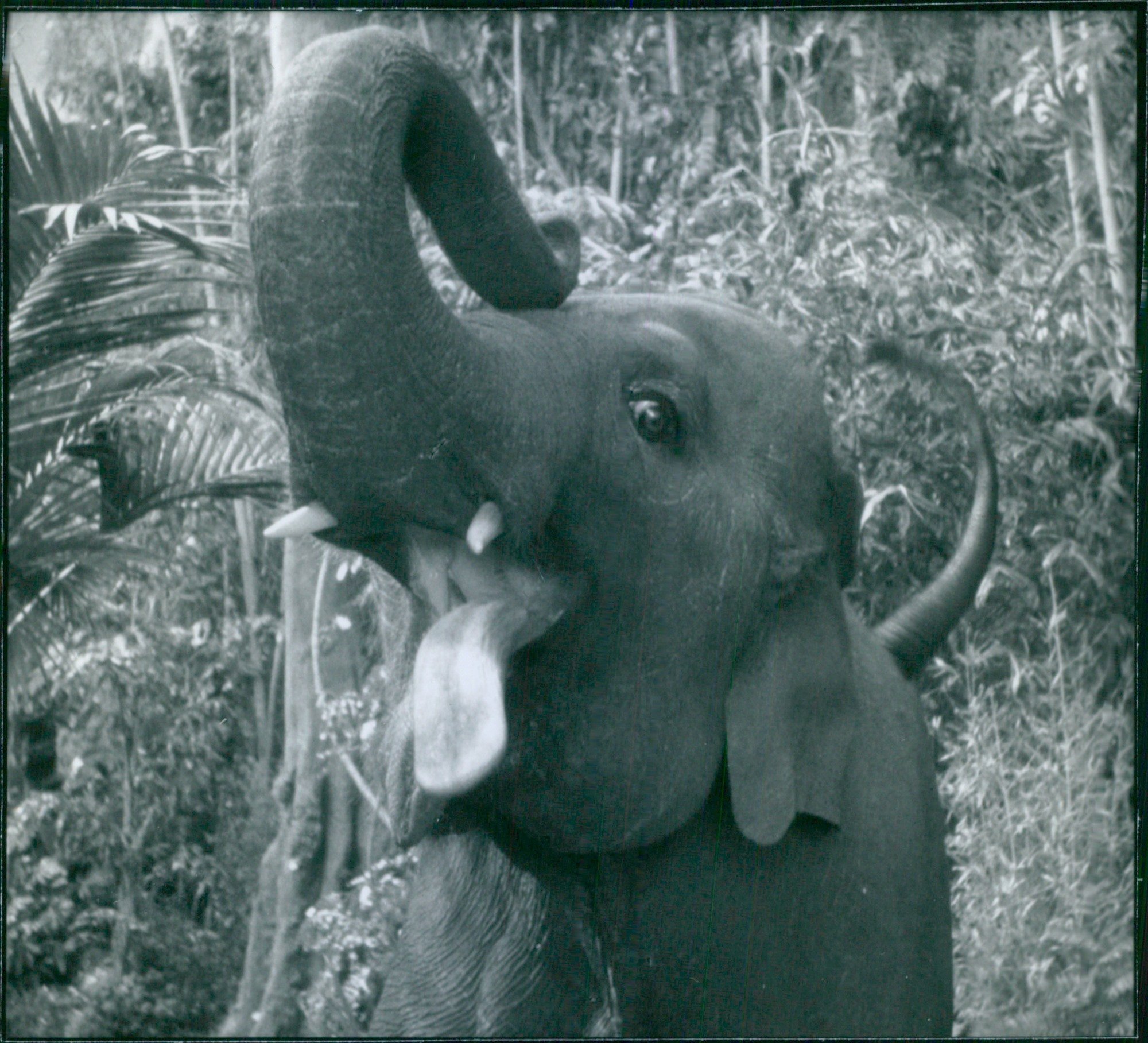 George Of The Jungle Elephant
