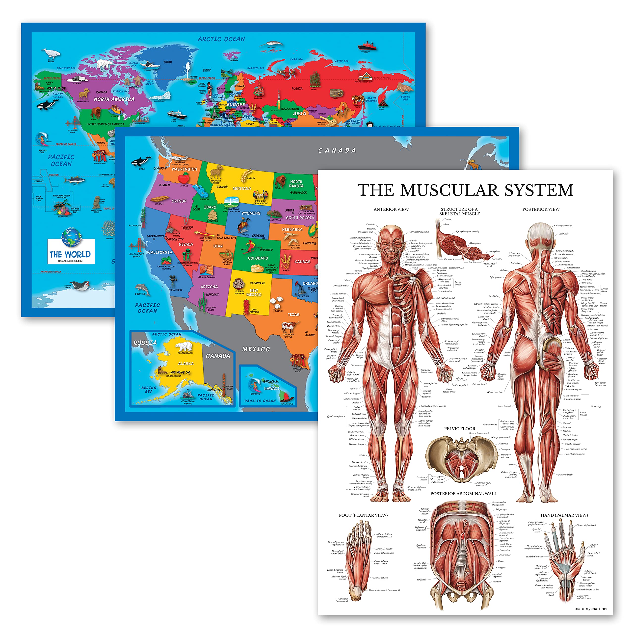 Buy 3 Pack - World & USA Chart [Illustrated Short] + Muscular System ...