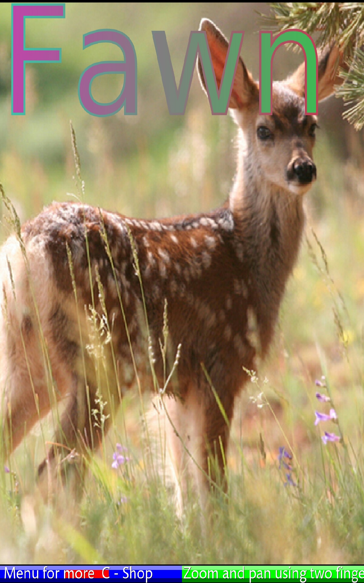 Baby Animals 2 - App on Amazon Appstore