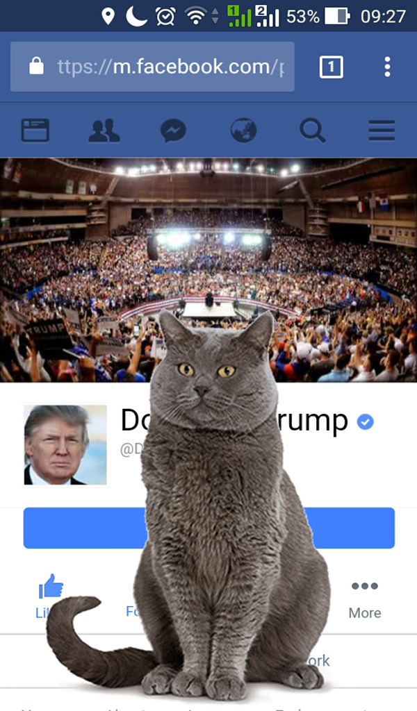 Cat On Screen - App on Amazon Appstore
