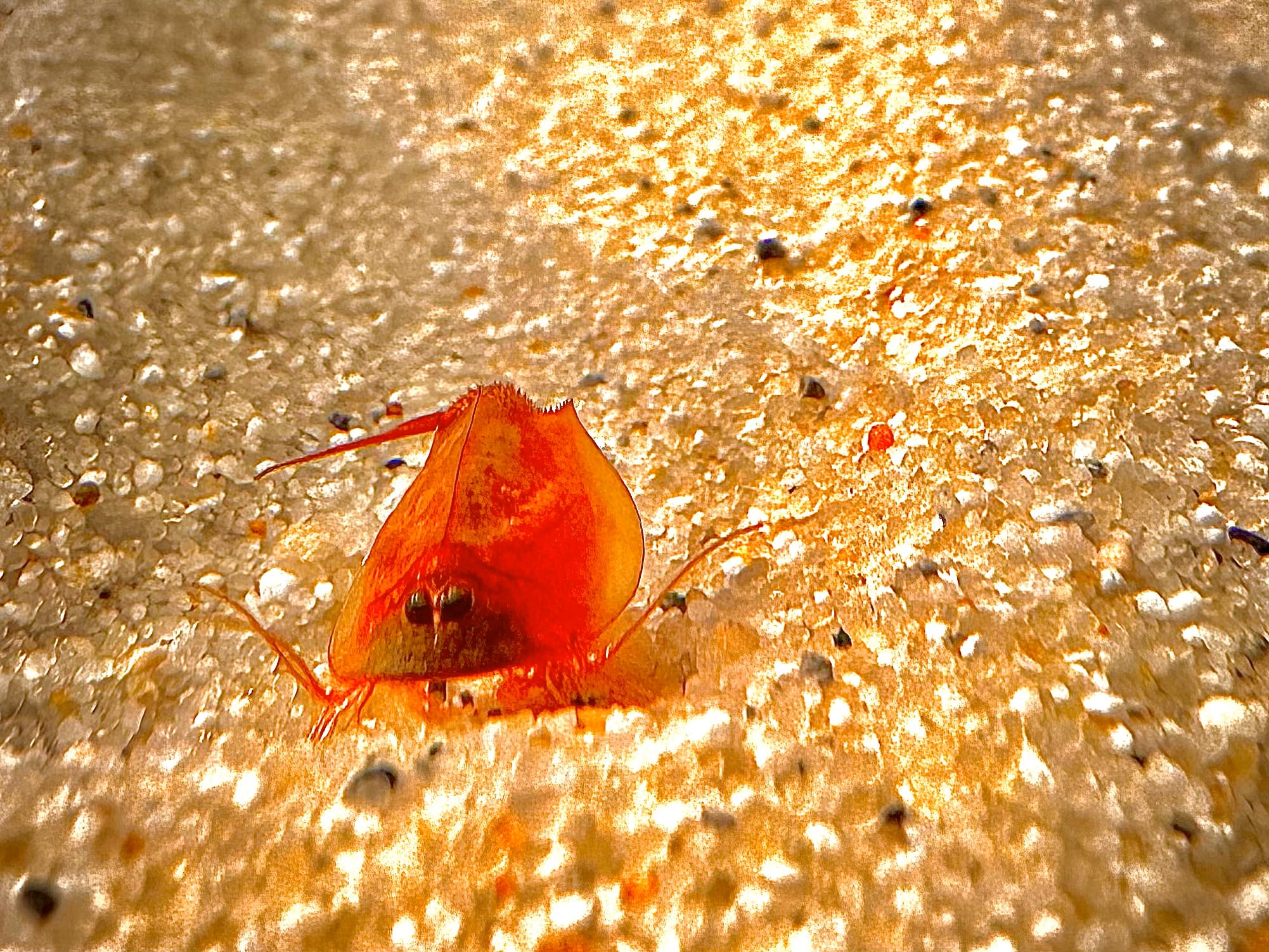 Albino Triops 50 Oeufs De Triops Cancriformis Albinos (Beni Kabuto Ebi ...