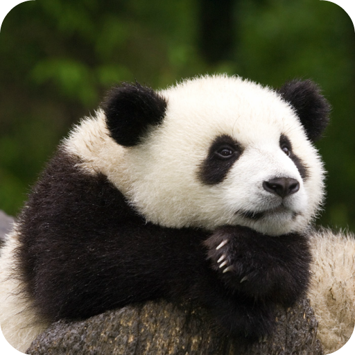 Panda Live Wallpapers Panda Wallpapers: Free HD Download [500+ HQ]