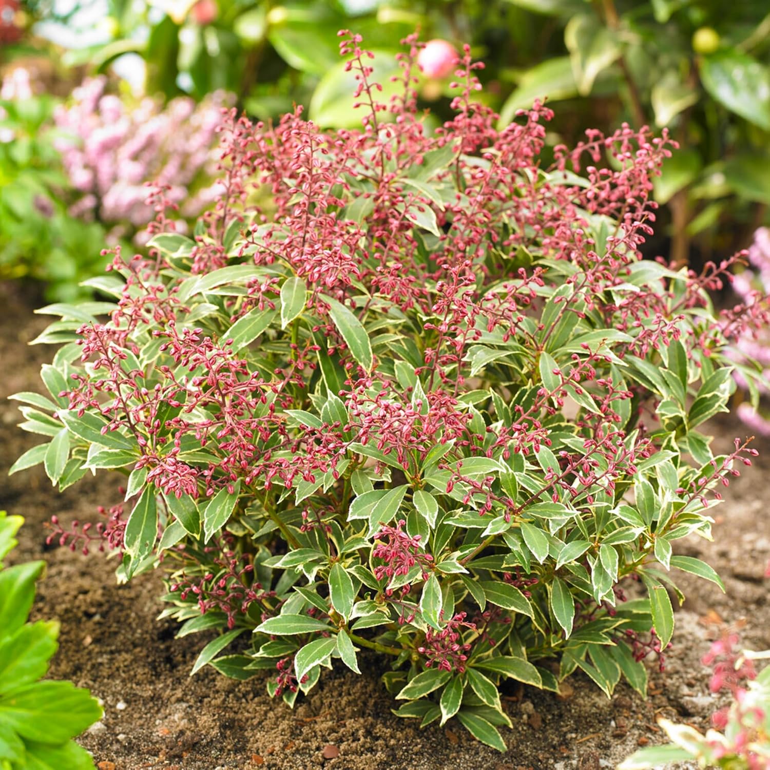 Pieris Polar Passion Evergreen Shrub - Outdoor Plants All Year Round ...