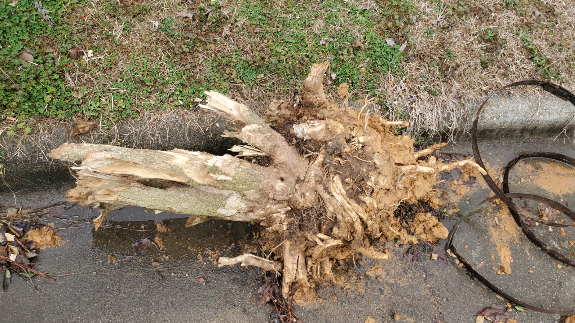 Amazon.com : B'ROOT BAR - Root Cutting Tool, Digging Tool, Vertical Axe ...