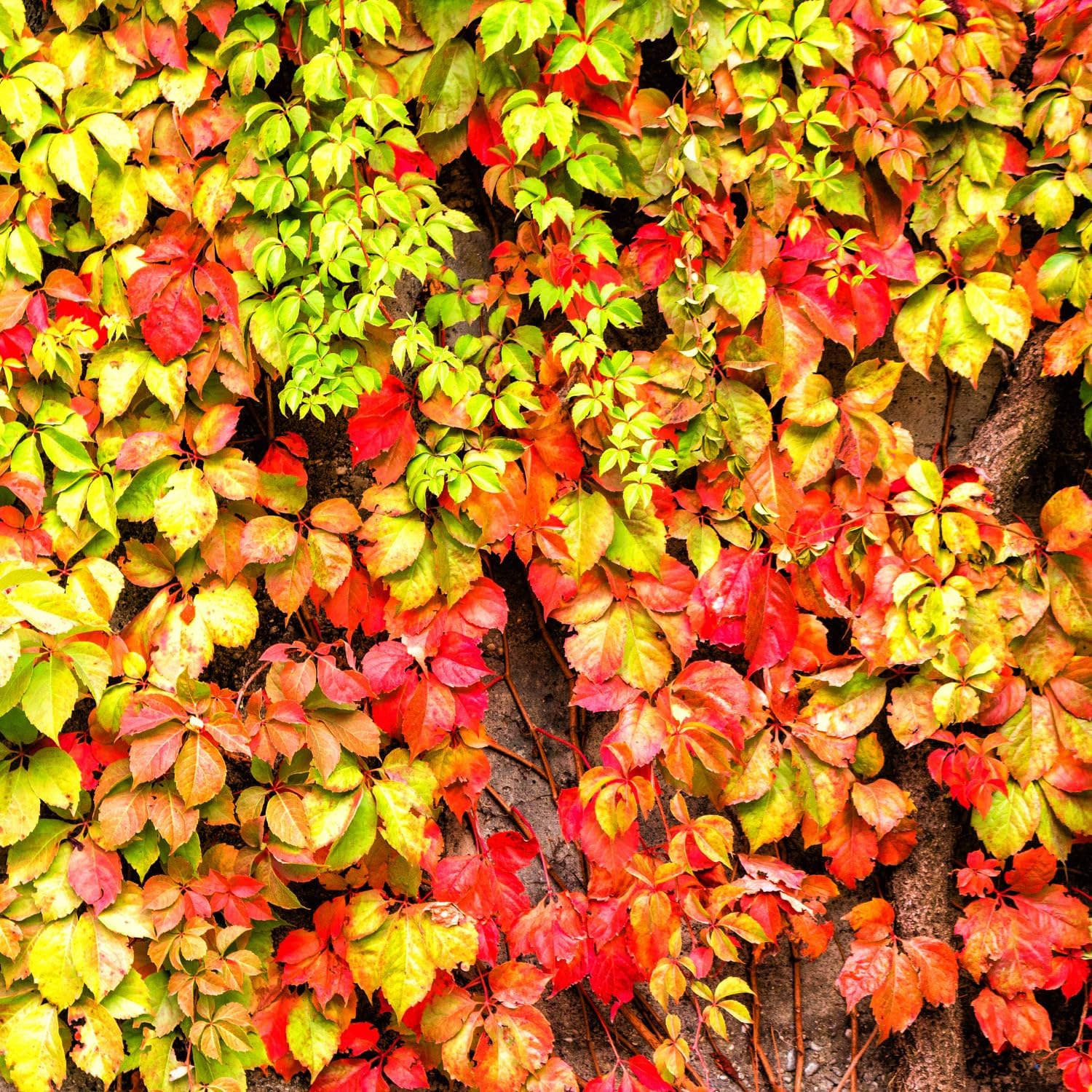 Amazon.com : 3 Virginia Creeper Live Plants, Bare Roots Ivy Vines, 3-5 ...