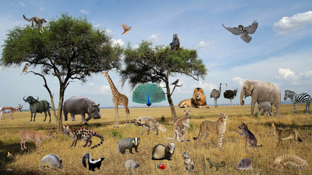 Learning Animal Sounds And Habitats - App on Amazon Appstore