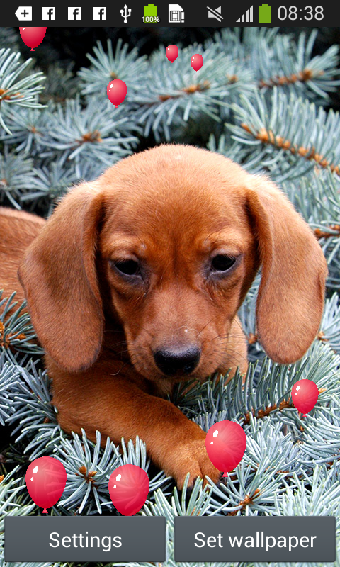 Live Wallpapers Of Dogs 3D Dog Wallpapers & Animated Phone Wallpapers