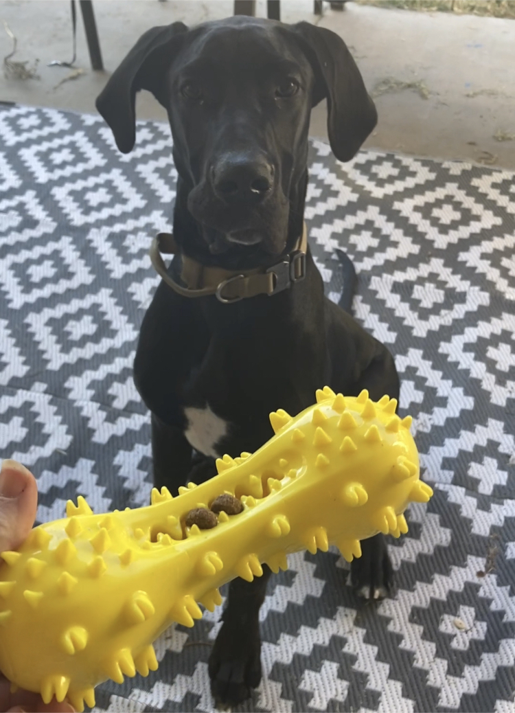 Watch A perfect multi use dog toy Lifein squeaker chew toothbrush on ...