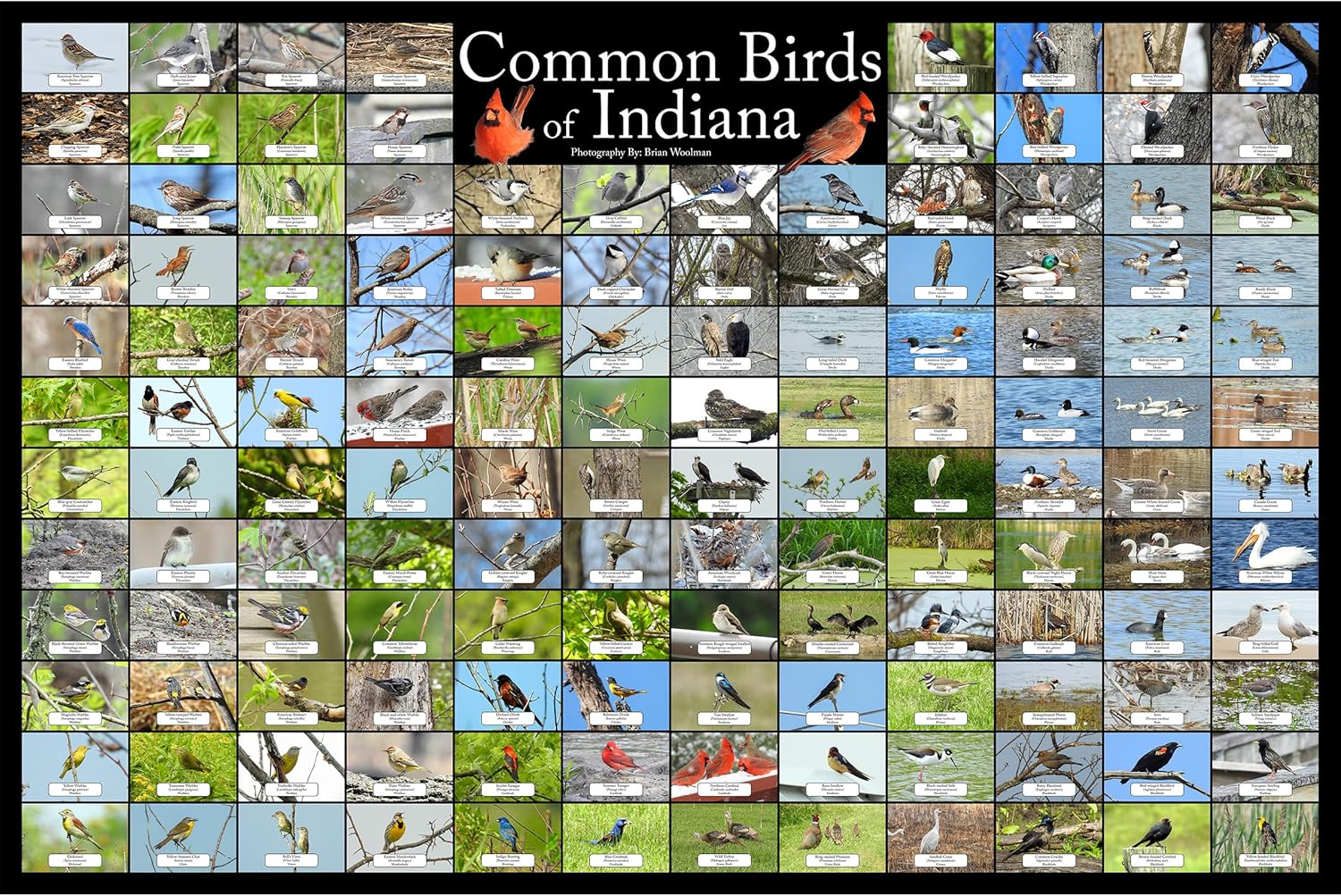 Amazon.com: Where's Wildlife Birds of Indiana Bird Chart - Nature ...