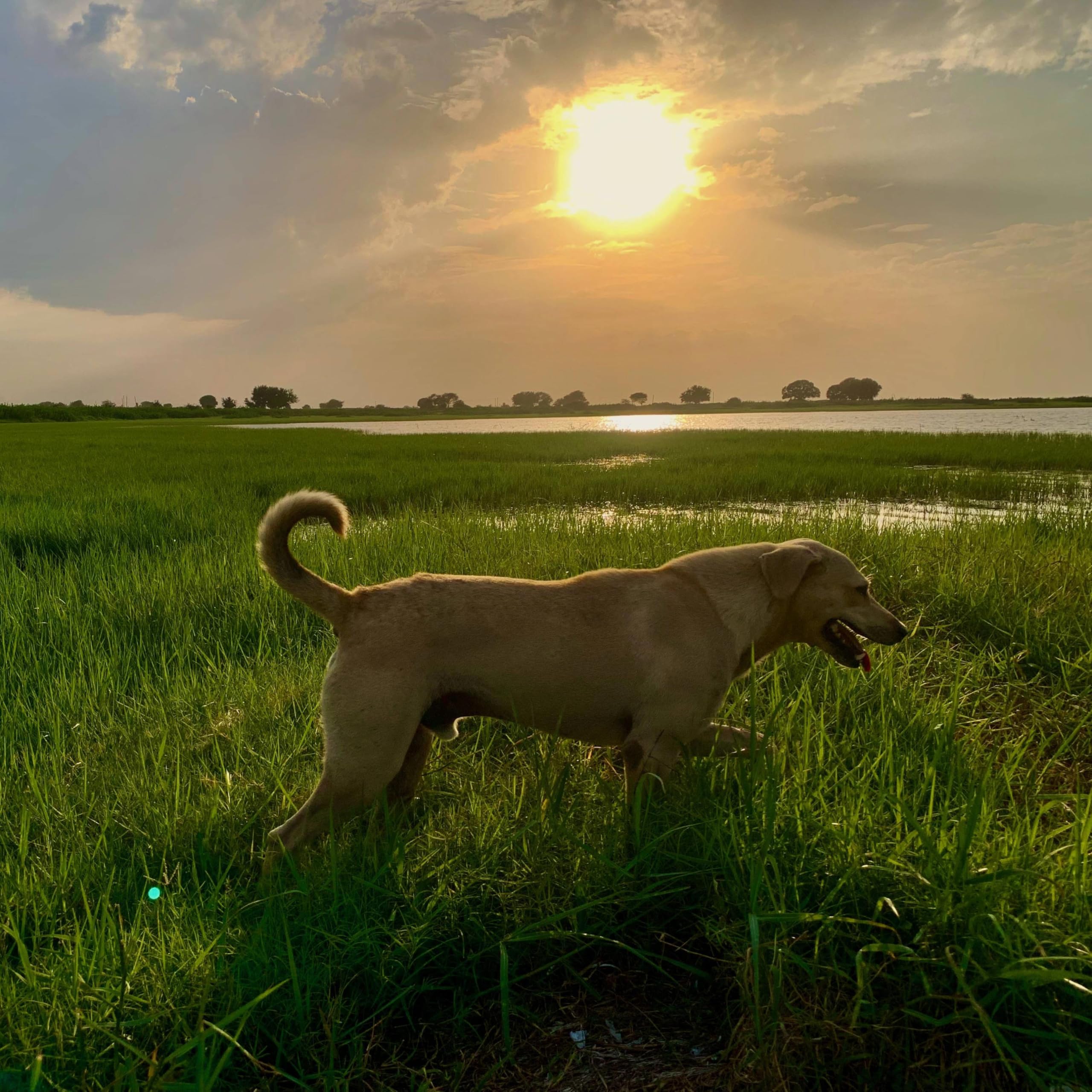 Hindustani (From "Street Dancer 3D") song by Shankar Mahadevan & Udit ...