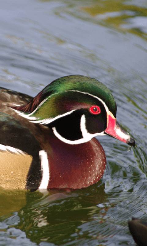 Baby Wood Duck Sounds