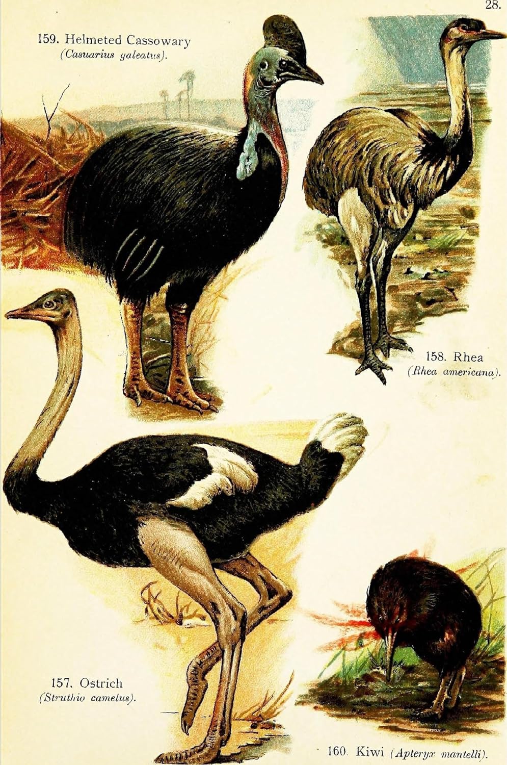 Ratites 101: A Fascinating Journey into the World of Flightless Birds ...