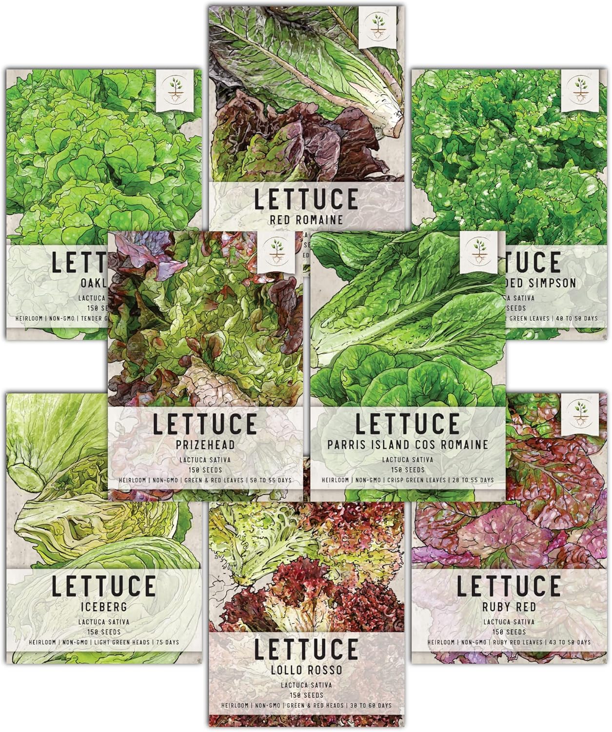 Amazon.com : Seed Needs Lettuce Seeds Variety Pack for Planting a ...