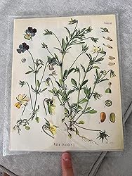 Amazon.com: Ink Inc Botanical Prints Wildflower Prints Floral Wall Art ...