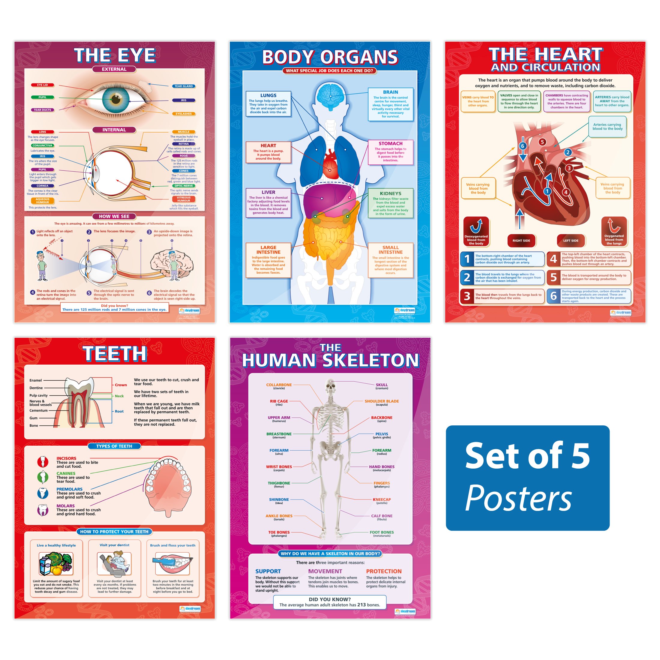 Human Body Poster Pack Set Of 5 Science Classroom Posters | Desertcart ...