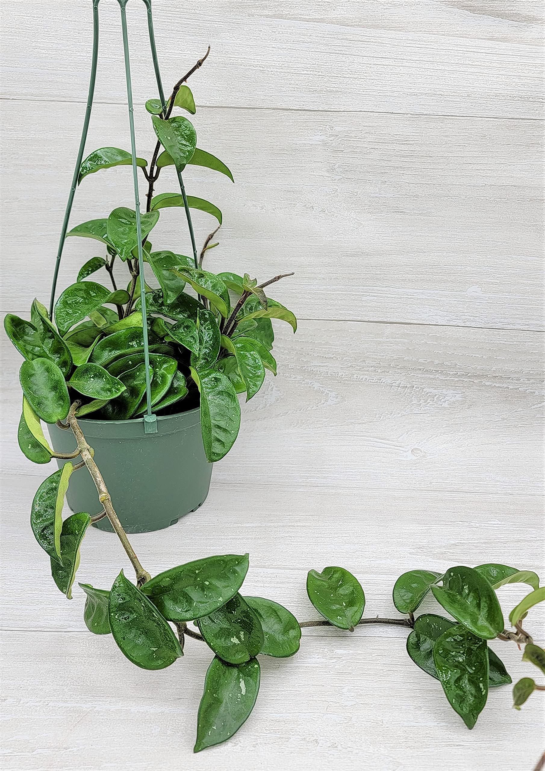 Amazon.com : Hoya kentiana Wayetii Live Rare House Plants (All Plants ...