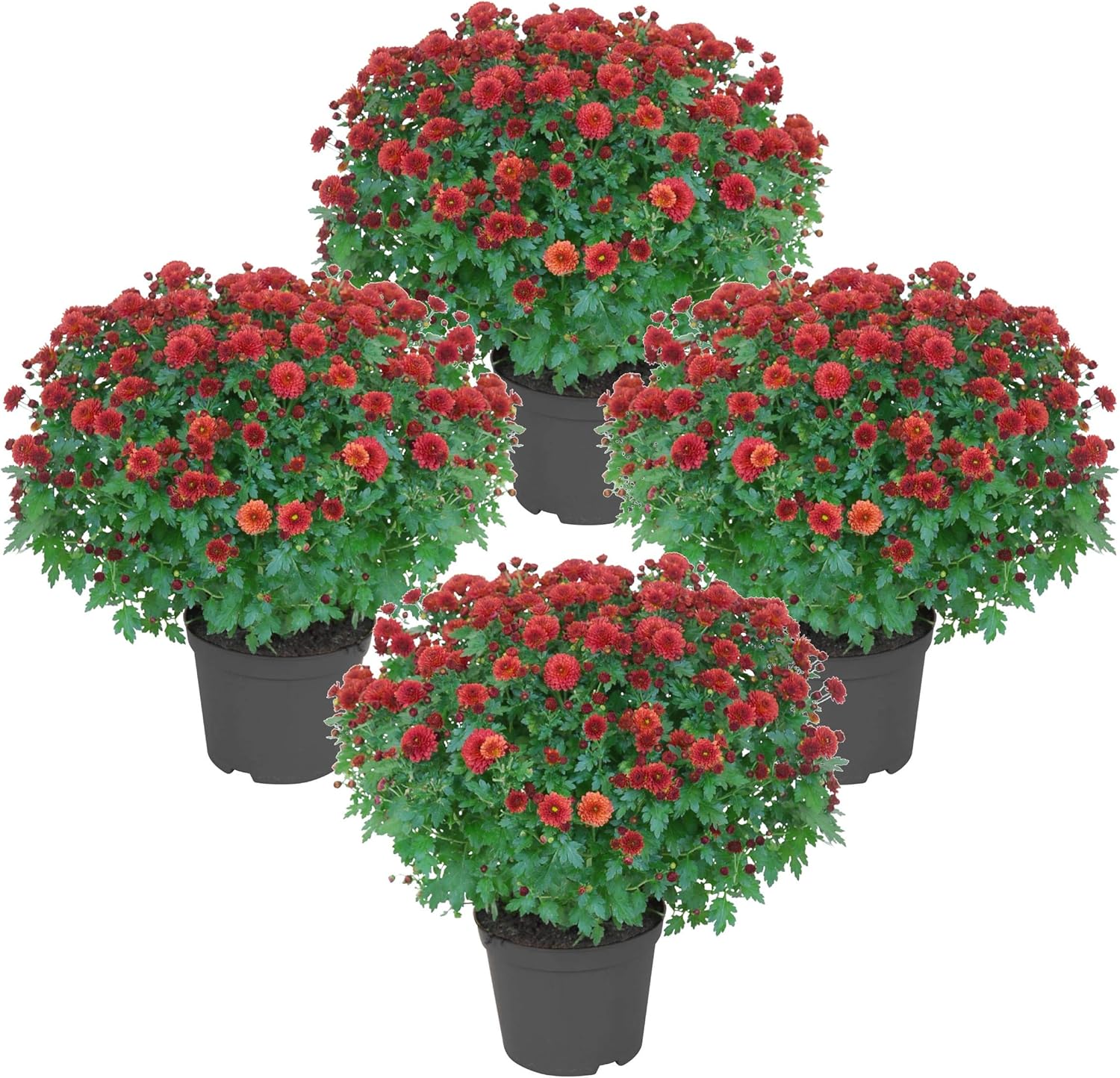 Amazon.com : Live Flowering 8" Fall Mums - Red (4 Pack) : Patio, Lawn ...