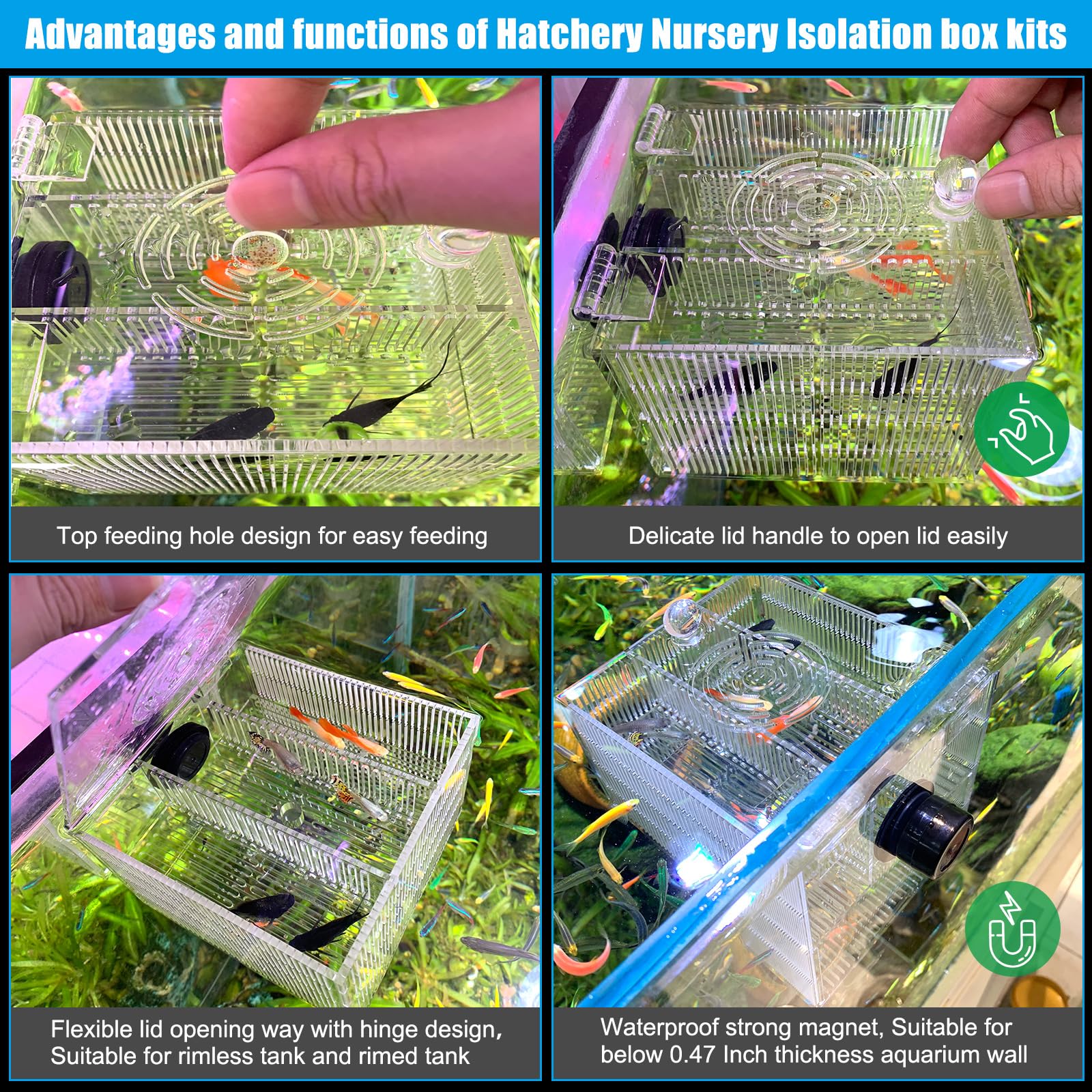 Snapklik.com : Magnetic Fish Breeder Box For Isolation Boxes ...