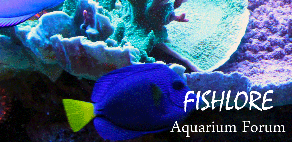 Fish Lore Aquarium Forum App - App on Amazon Appstore