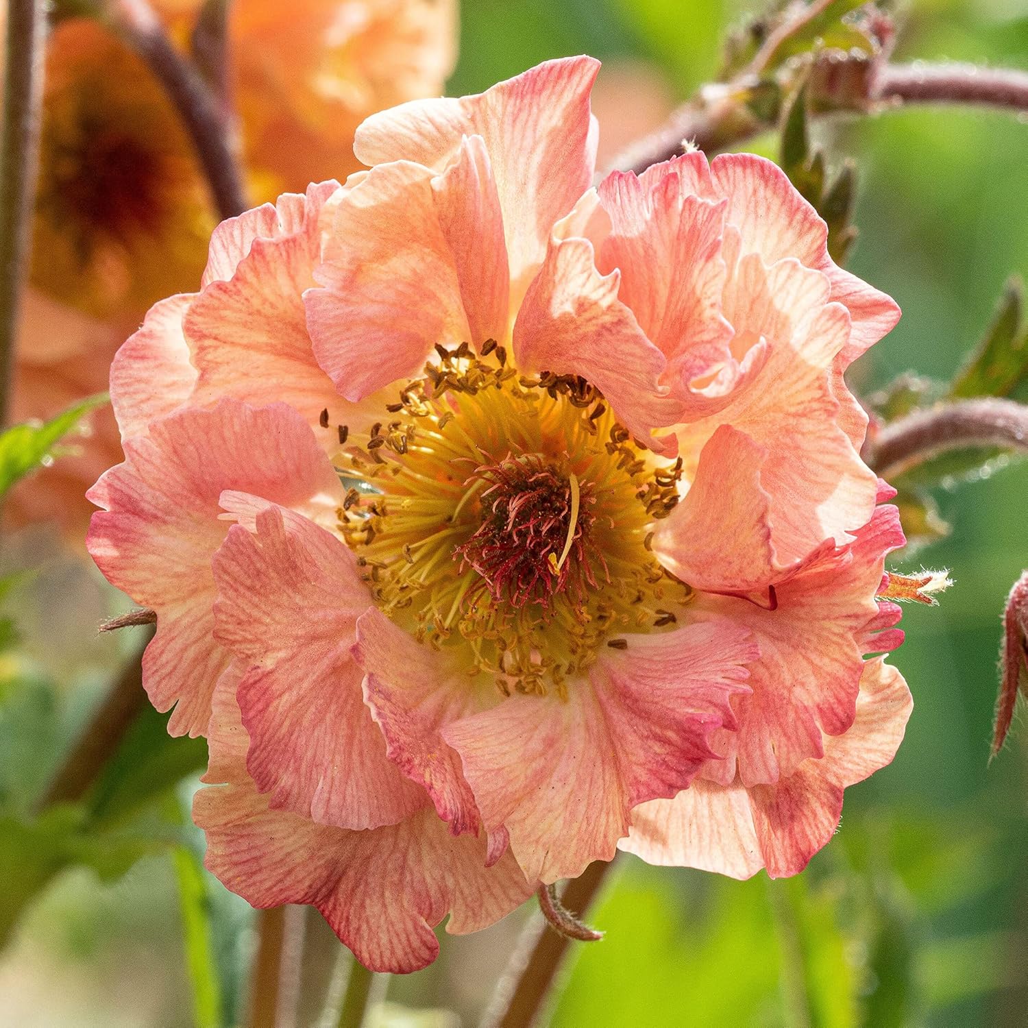 Geum Mai Tai Avens Colourful Herbaceous Perennial Versatile Outdoor ...