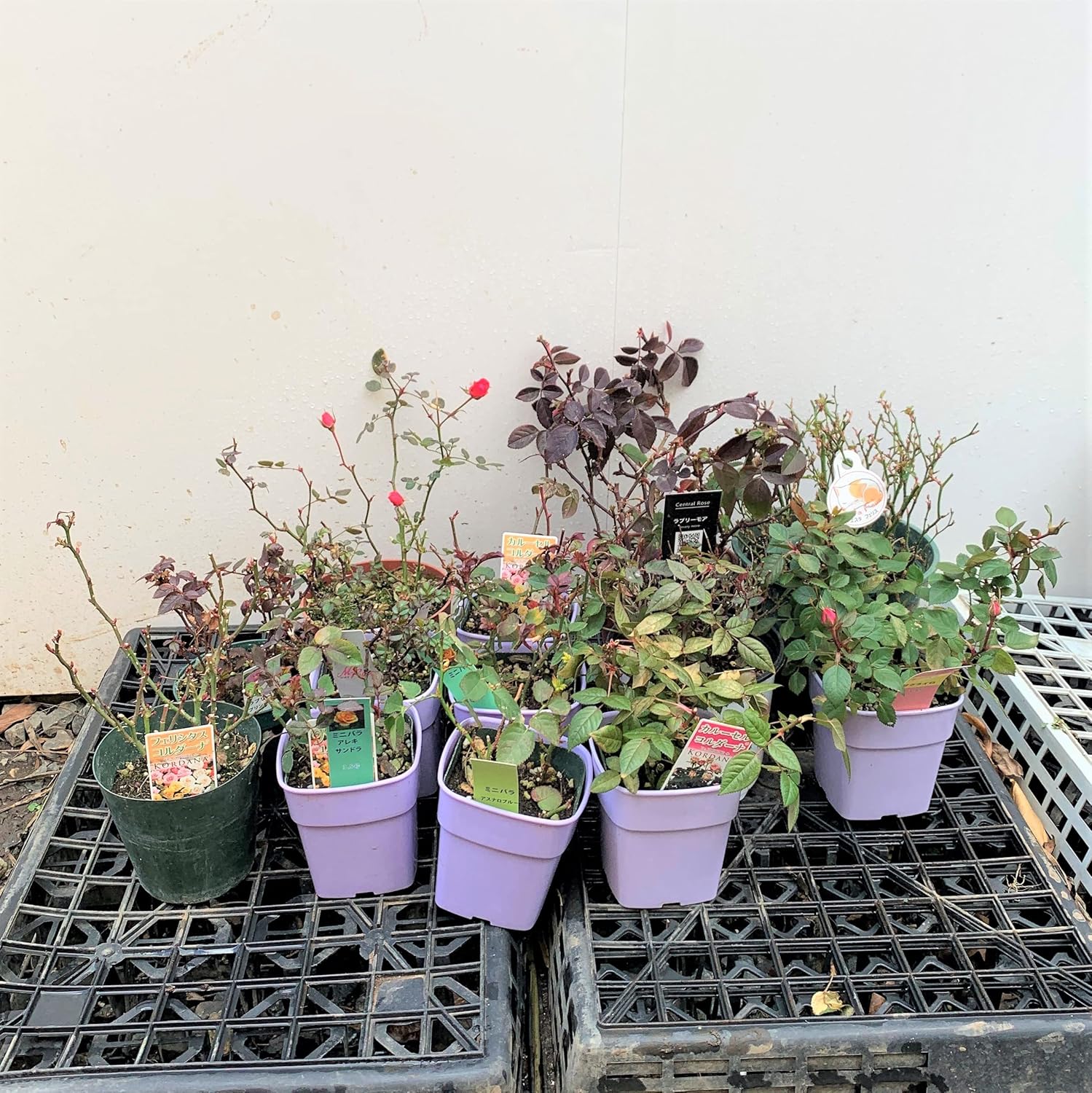 Amazon.co.jp: [訳あり] ITANSE ミニバラ 花が終わった良品から多少劣化した苗 取り交ぜて見計らい3号〜4号の3〜4個セット 品種で選べる花苗 学名 rosa タイプ バラ ...