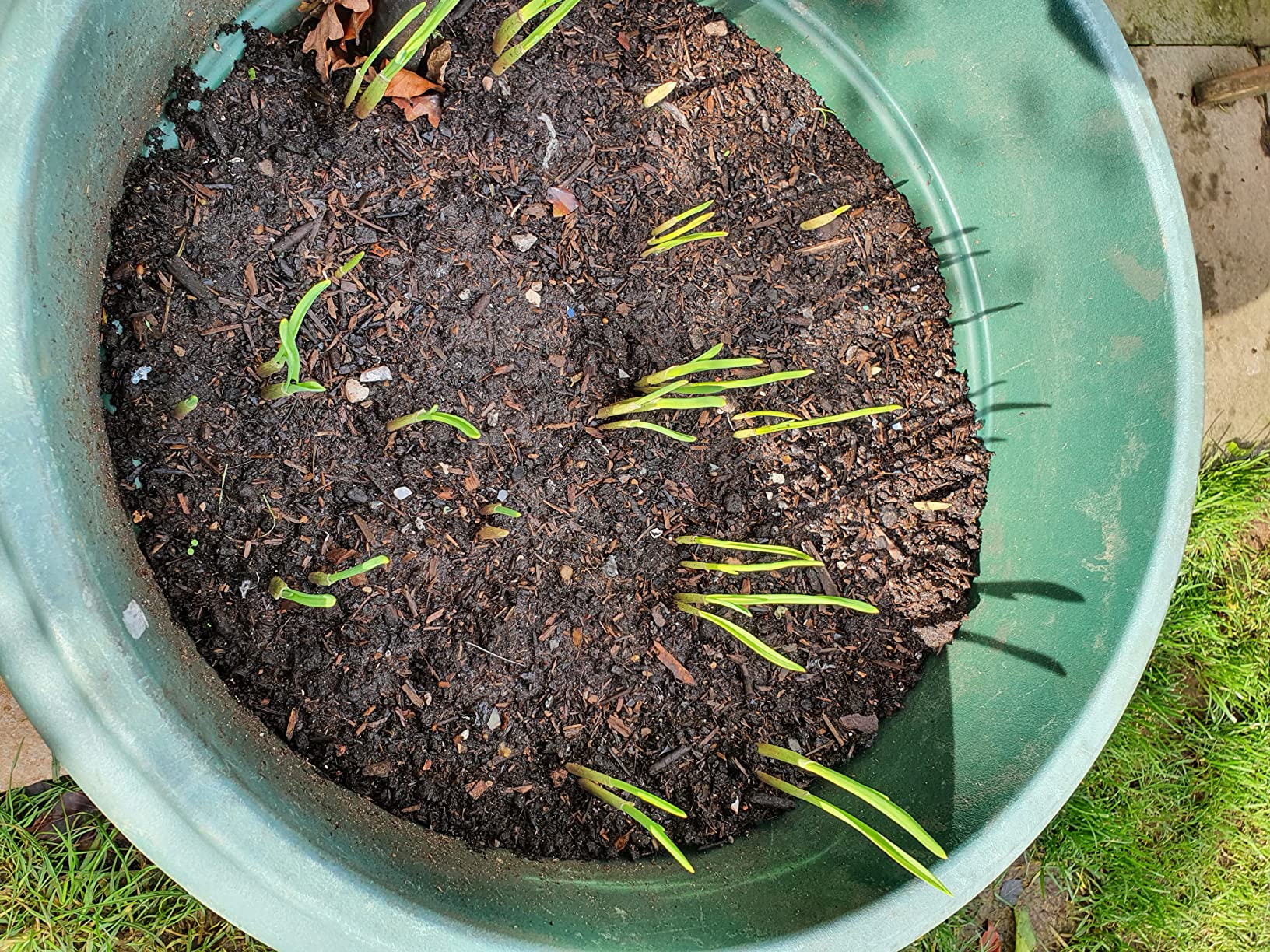 Garlic Marco Bulb (3 in pack) : Amazon.co.uk: Garden