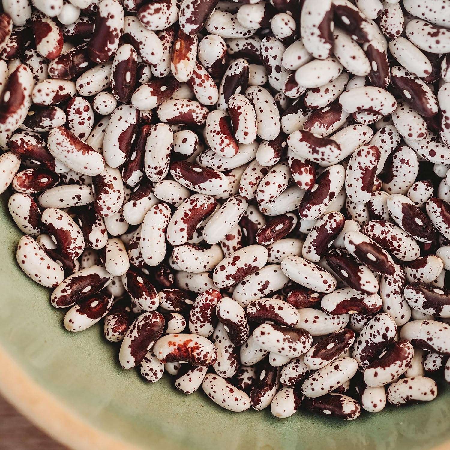 Amazon.com : Jacob's Cattle Bean - 50 Seeds - Bush Shelling Variety ...