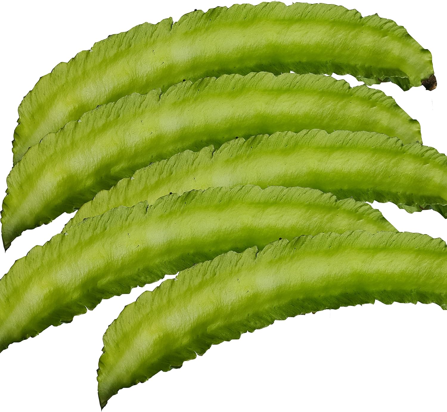 Amazon.com: 20 Winged Bean Seeds Vegetable Seeds : Patio, Lawn & Garden