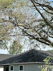 Amazon.com: Compare-N-Save Systemic Tree and Shrub Insect Drench ...