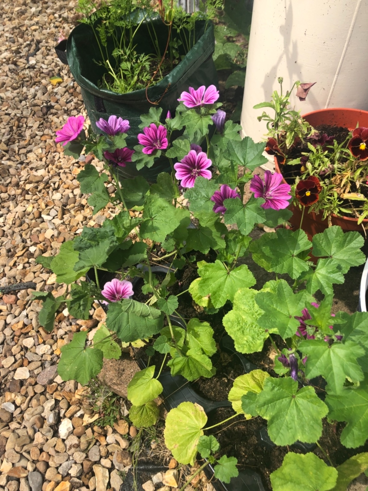 2017 New 100 pcs Rare Climbing Geranium Seeds Appleblossom Rosebud ...