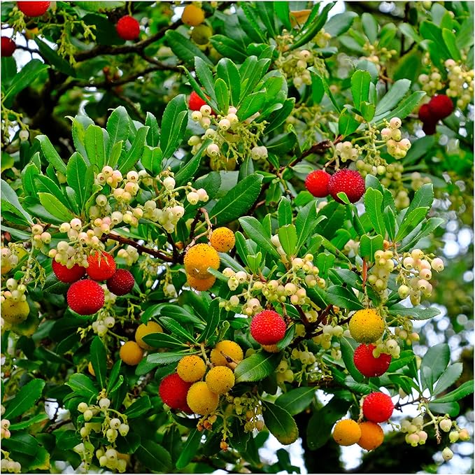 Compact Strawberry Tree/Arbutus Unedo Compacta in 2L Pot, Tasty Fruit ...