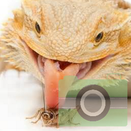 Watch Charlie! - App on Amazon Appstore