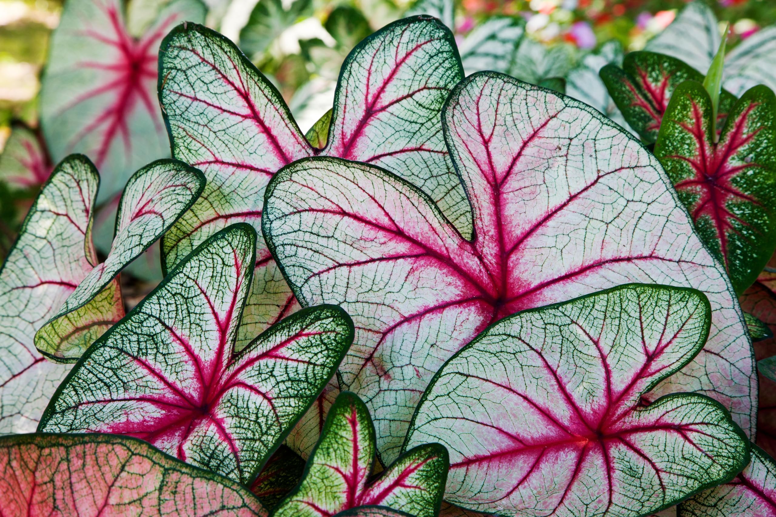 Amazon.com : 6 Angels Wings Caladium Bulbs for Planting - Perennial ...