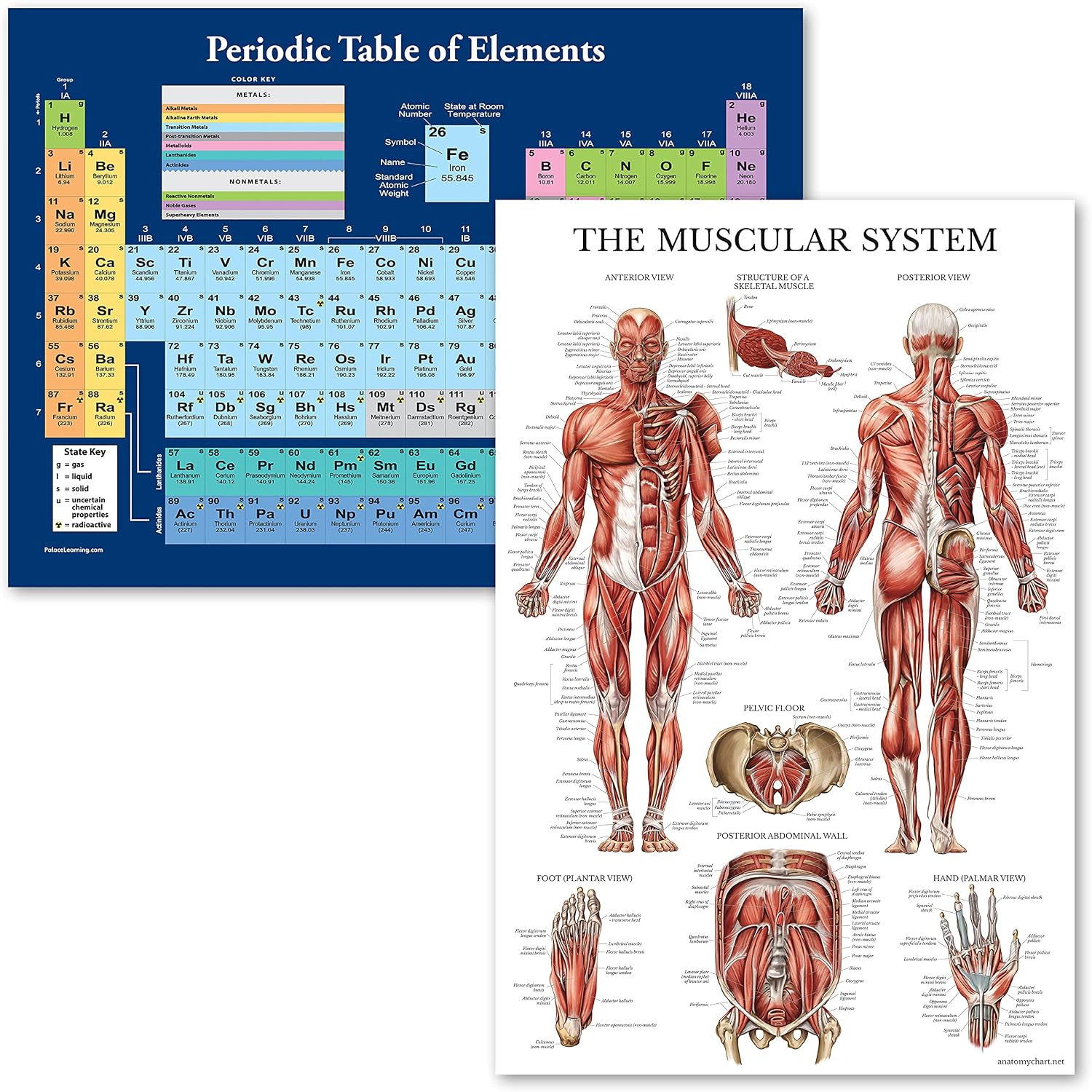 Amazon.com: Palace Learning 2 Pack - Periodic Table of the Elements ...