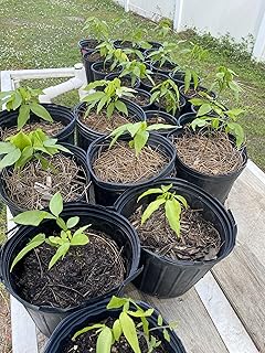 Growing Quenepas: A Guide To Successful Cultivation | ShunCy